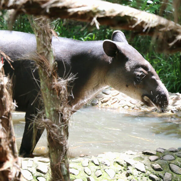 The Belize Zoo Tour - Get to Know Belize Adventures