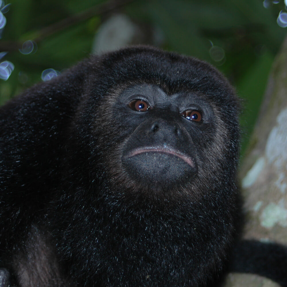 Monkey River/Manantee Watch Tour & Placencia Visit - Get to Know Belize ...